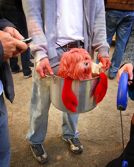 weird strange & freaky: dogs in costumes