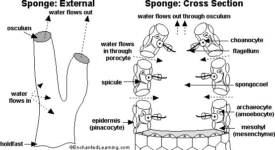 Sponges: Feeding