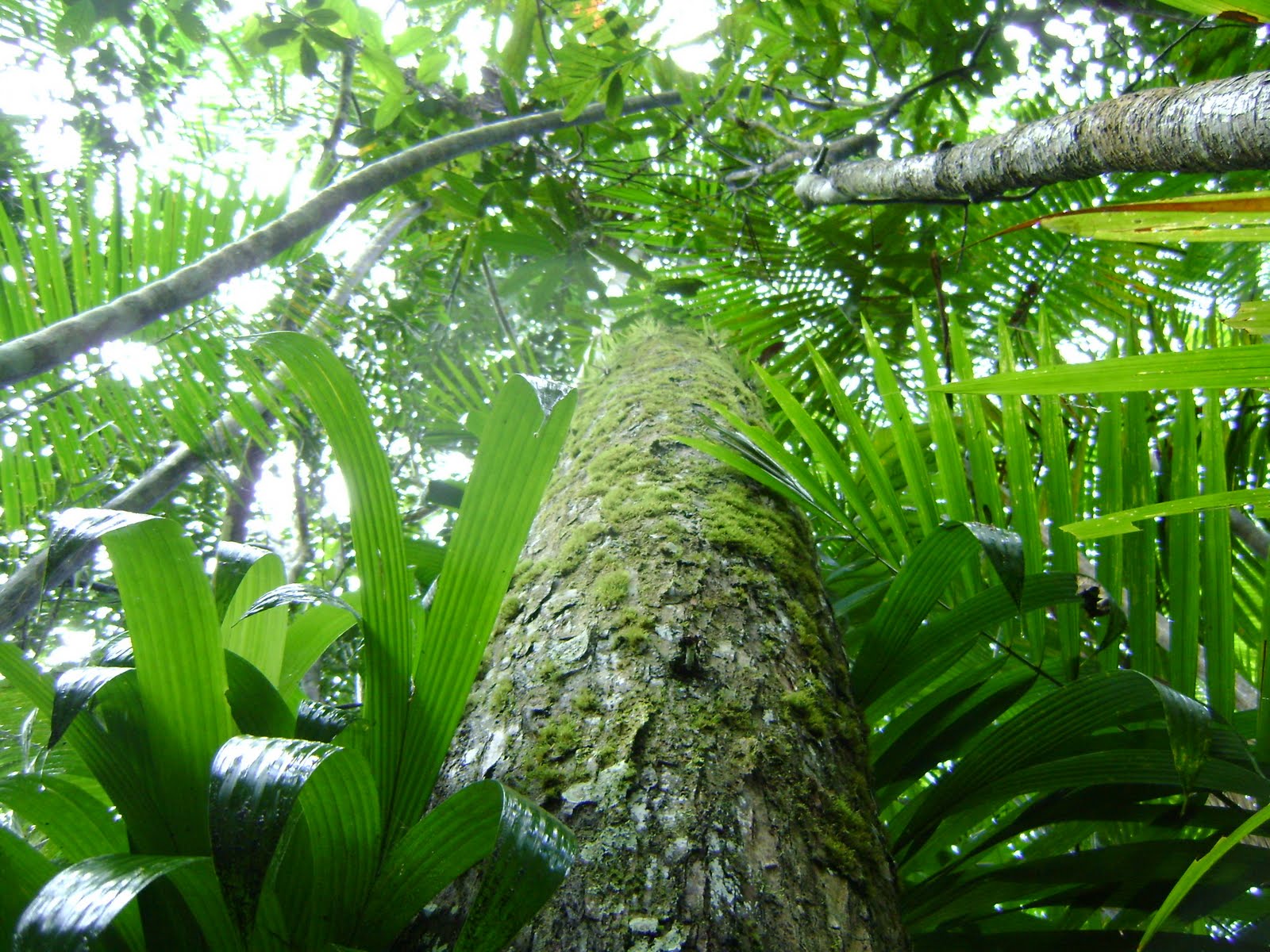 Anani, Ananin, Uanani - Symphonia globulifera L. f. (Clusiaceae)
