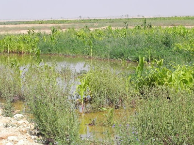 Birding for a Lark: The best birding in Libya is on a farm
