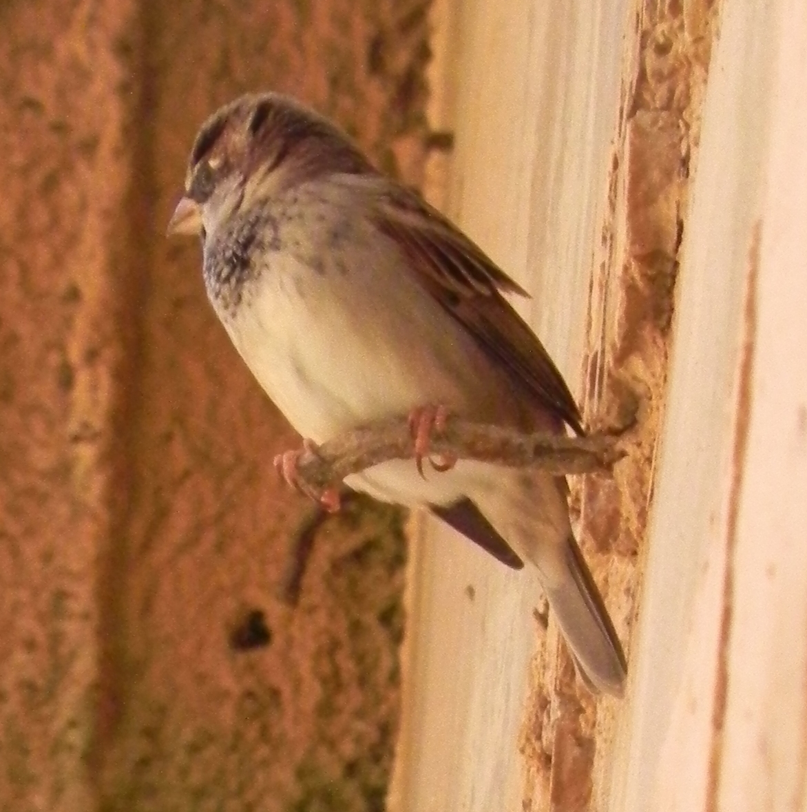 Birding for a Lark: Finches and friends near Ras Al Hilal