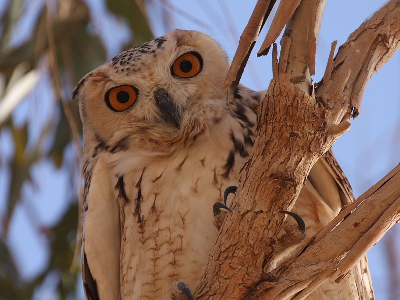 Birding for a Lark: Meeting up with Jens Hering