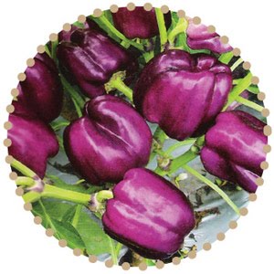 Alimentos morados, salud en su mesa : DESDE LA REPÚBLICA DOMINICANA