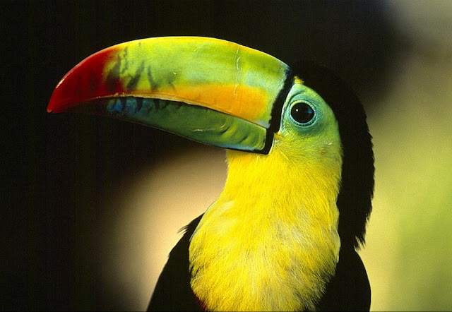 Los Tucanos en República Dominicana: ¨Descubra los secretos detrás de ...