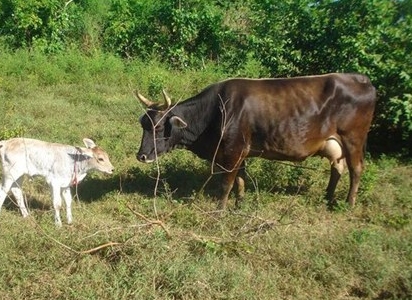 Caballo parido por una vaca en RD : DESDE LA REPÚBLICA DOMINICANA