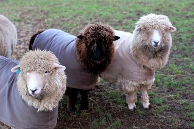 Borregos : DESDE LA REPÚBLICA DOMINICANA