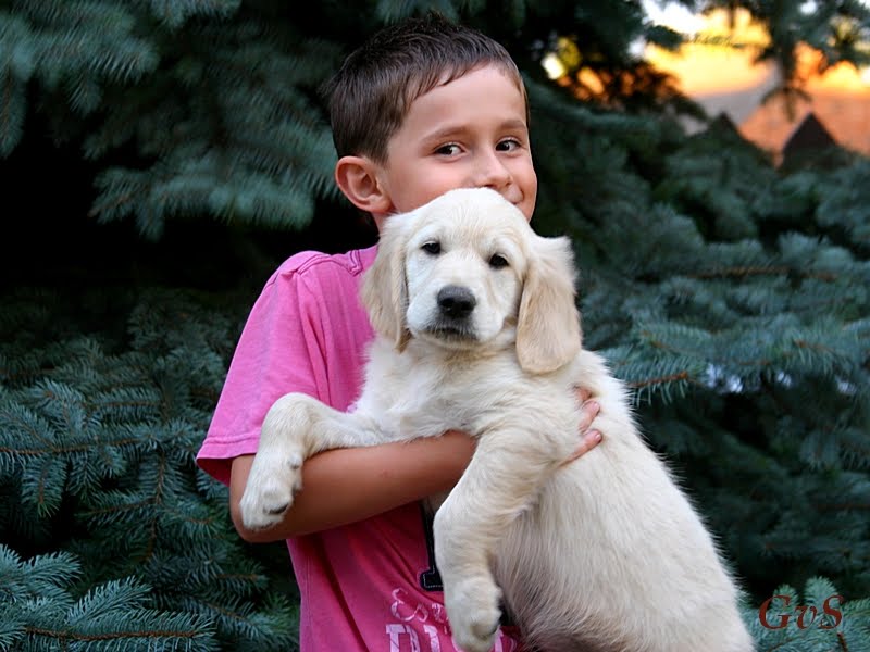 Golden von Schwarcz kennel