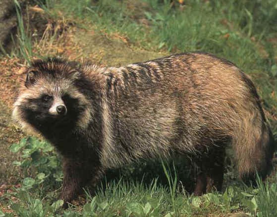 Terrierman's Daily Dose: The Spread of Tanukis (Raccoon Dogs)