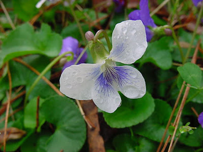 "A PIECE OF EUROPEAN TREASURE": The legend of Violet - the flower