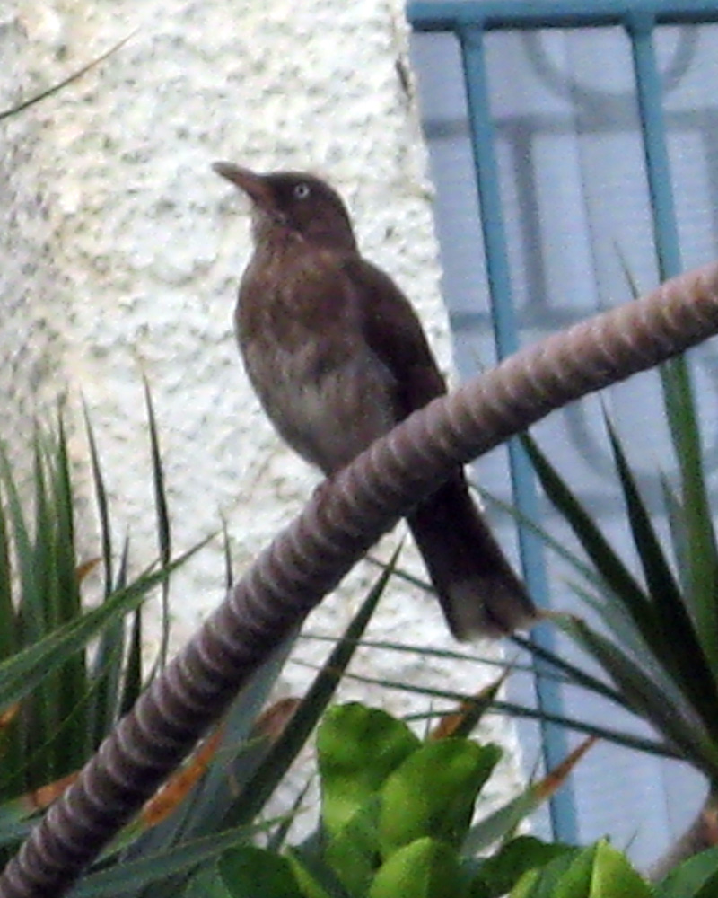 weirdbuglady: St. Croix - Birds