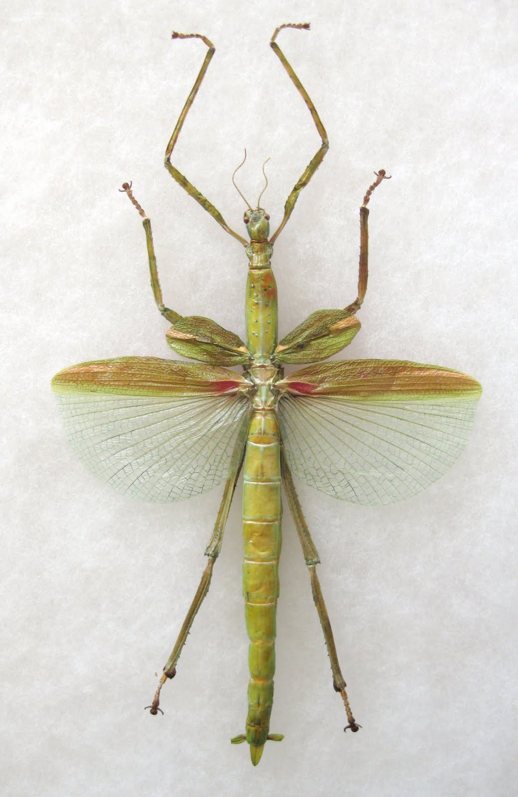 Connected IT: Walang Godong Jambu,Belalang Tongkat,Belalang Ranting ...