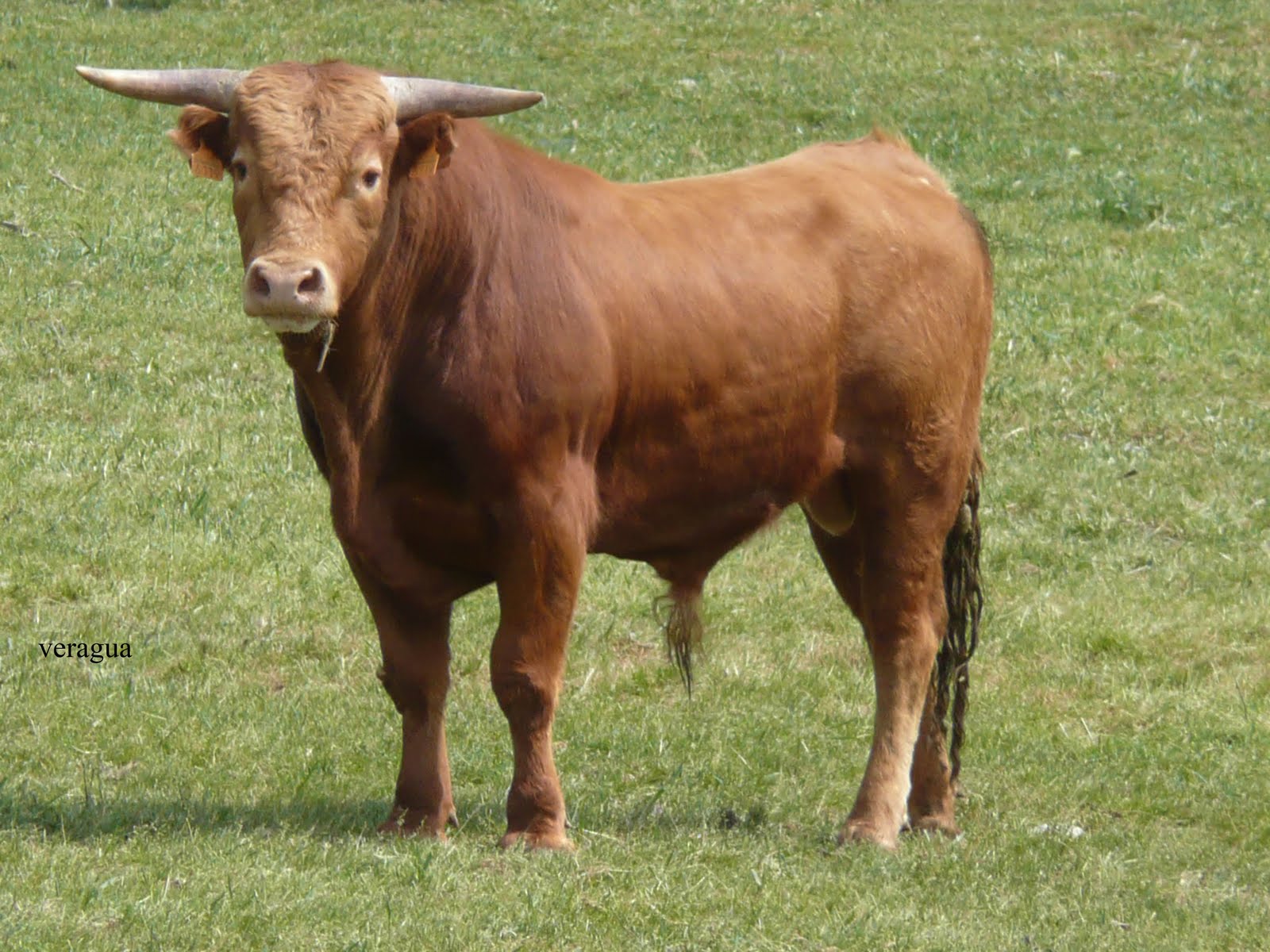 Encastes Bravos: Novillos de Fraguas