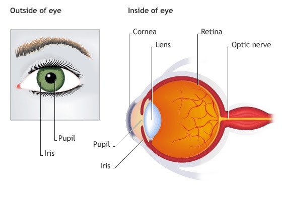 MAshooq: Eyes and Vision