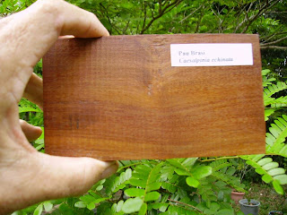 Tropical Biodiversity - Santarém - Pará - Brasil: Pau Brasil III ...