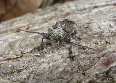 Tropical Biodiversity - Santarém - Pará - Brasil: Invisible bugs, continued
