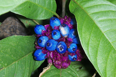 Tropical Biodiversity - Santarém - Pará - Brasil: Psychotria fruit