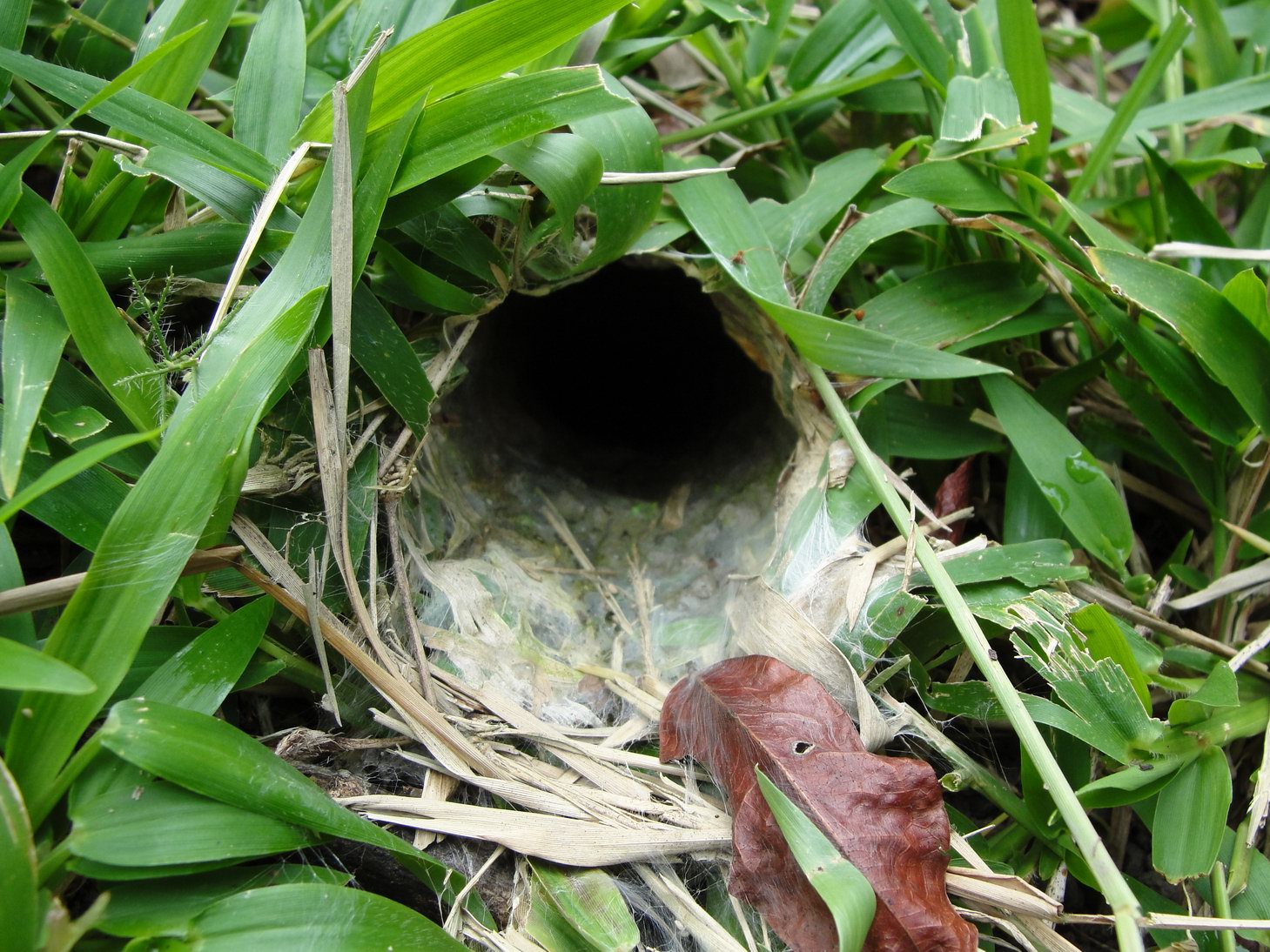 Tropical Biodiversity - Santarém - Pará - Brasil: Tarantula nest