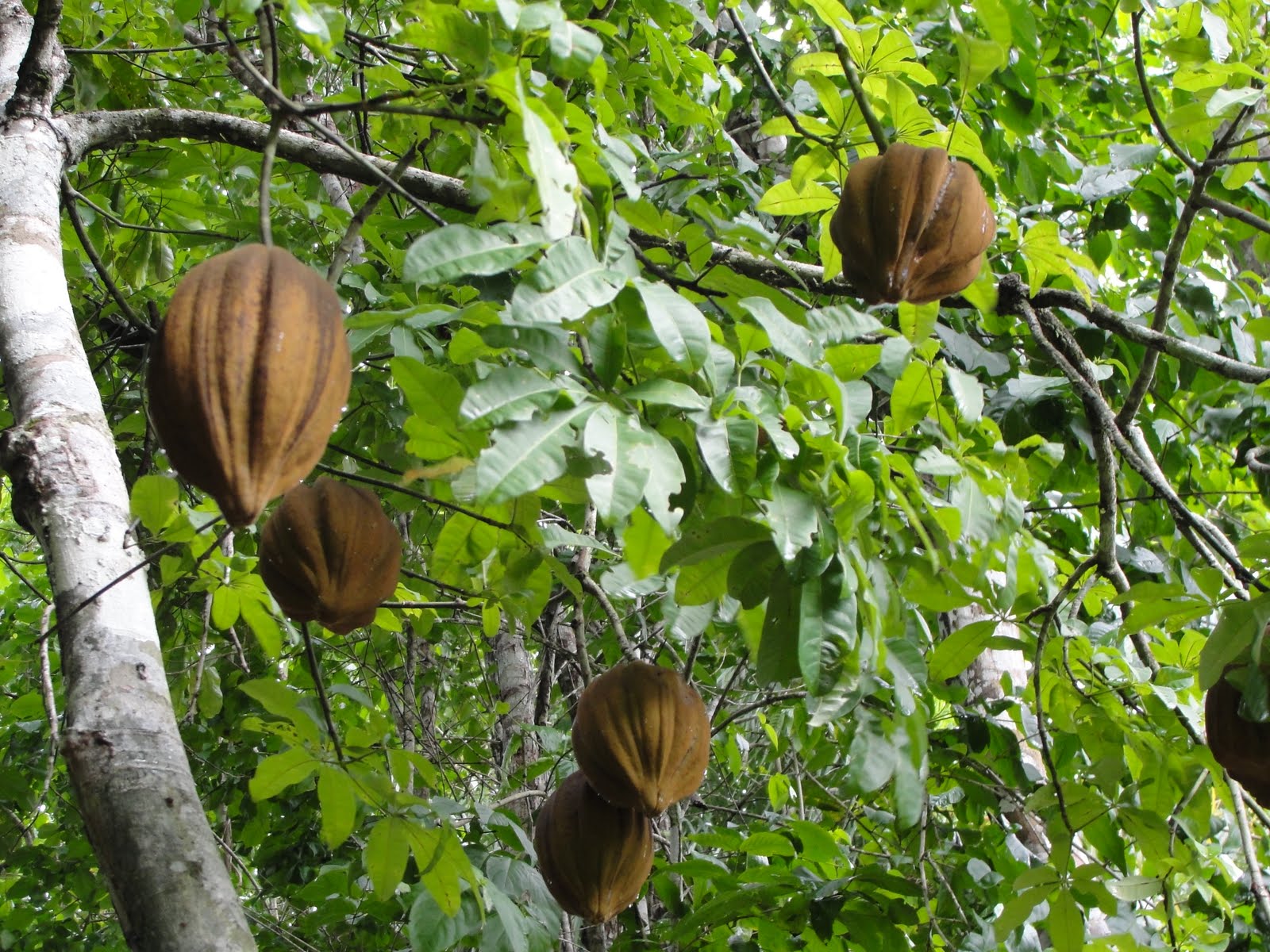 Tropical Biodiversity - Santarém - Pará - Brasil: Fruta de urubu