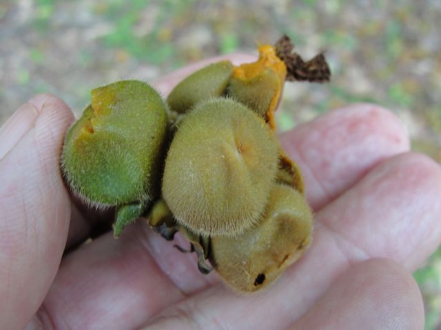Tropical Biodiversity - Santarém - Pará - Brasil: Muiratinga fruit