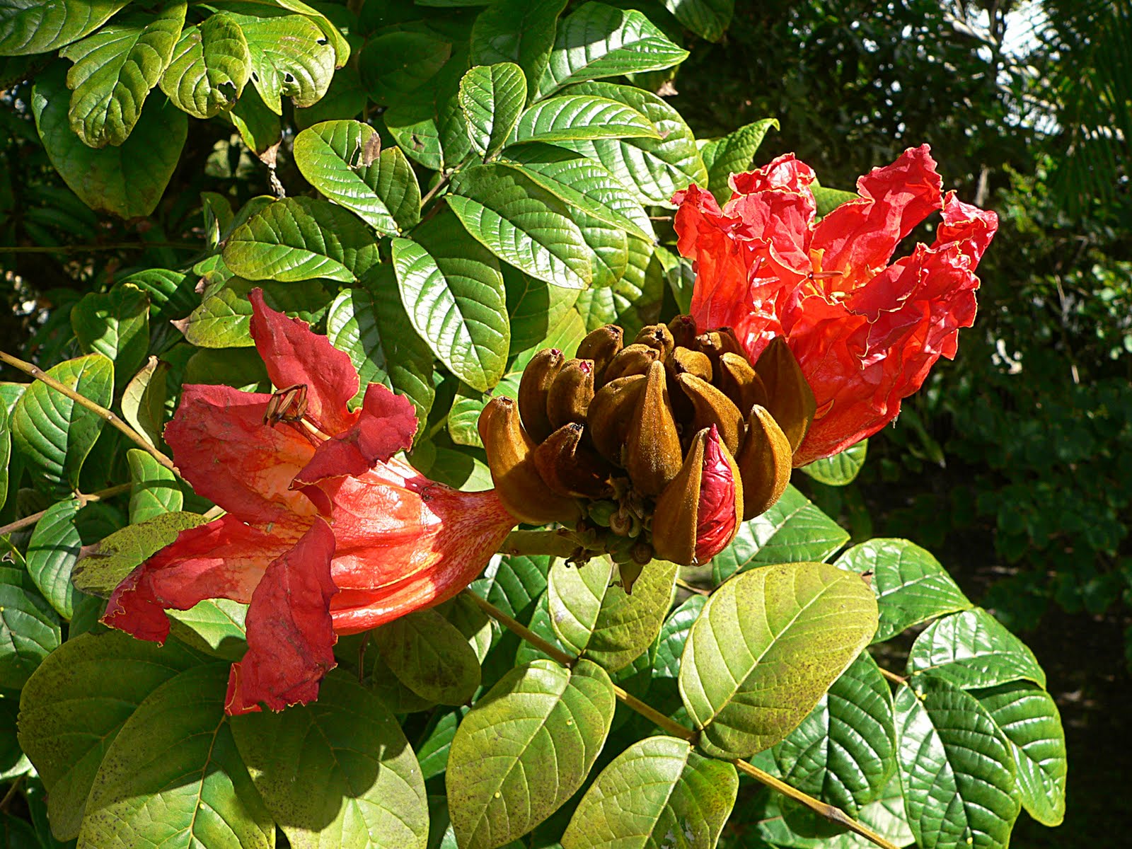 Thor in Oz: Mango tree flower