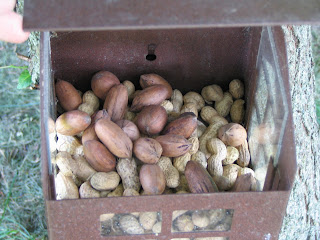 Nature Knitter: The Squirrel Nutbox