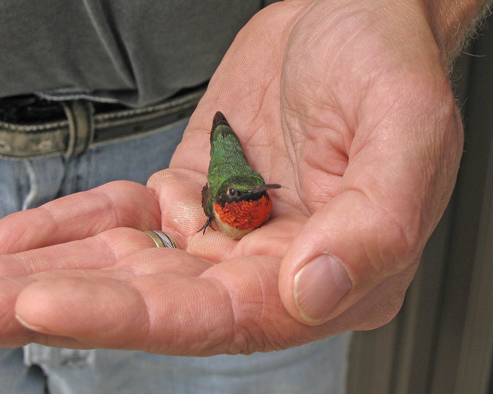 Nature Knitter: Hummingbird Rescue