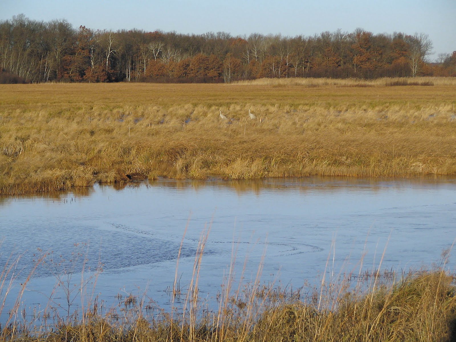 Nature Knitter: A Visit to Crex Meadows
