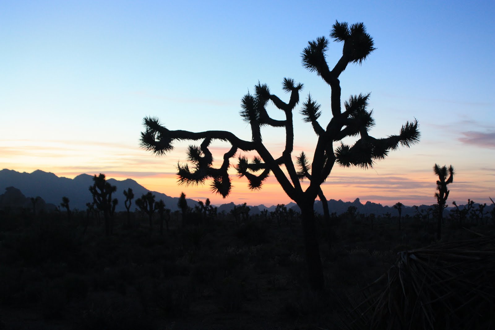 Drifting: Joshua Tree, San Diego, and Tijuana