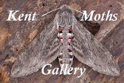 Kent Moths Gallery