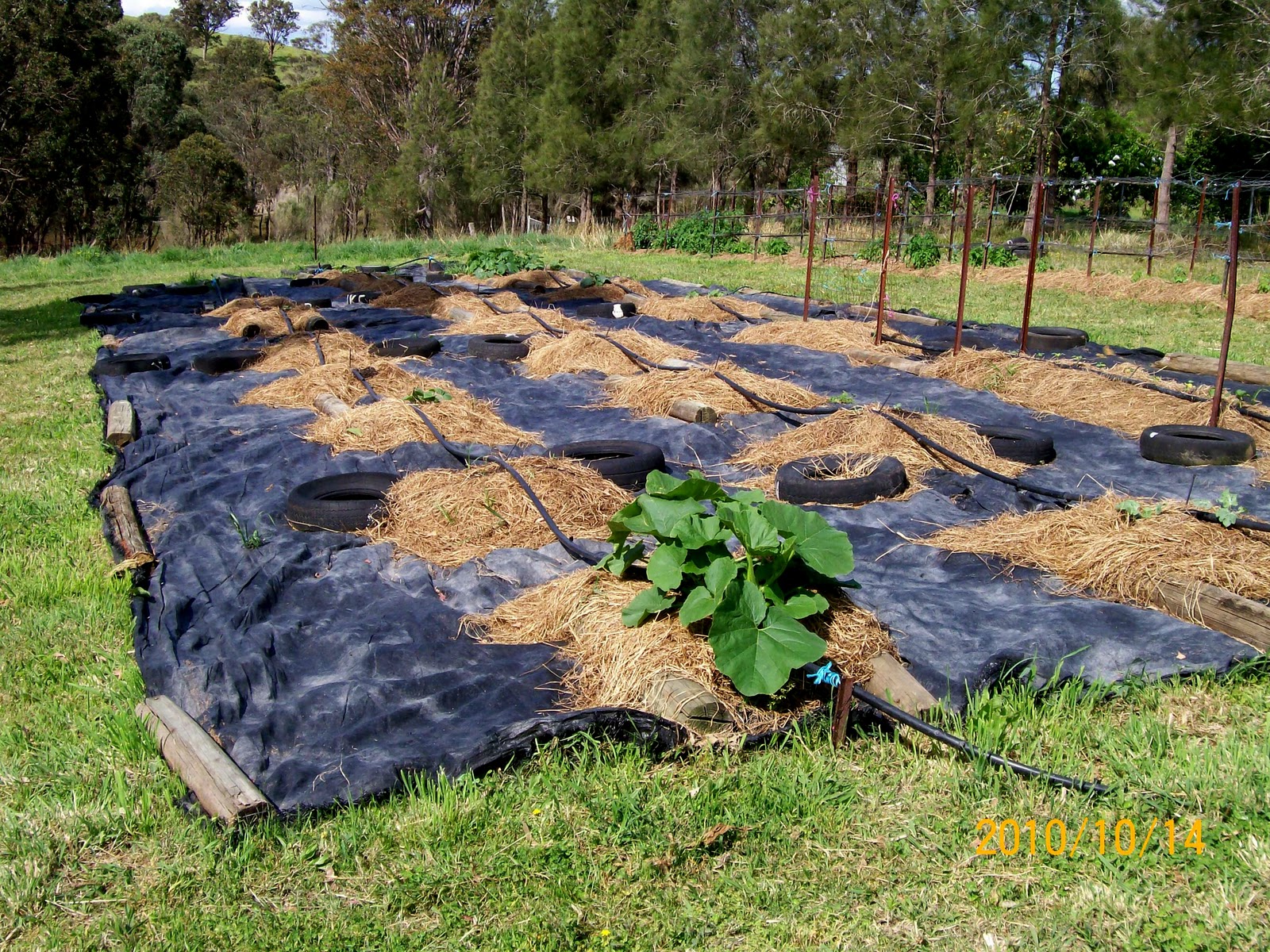 Adventures on Home Hill Farm: Raw Milk, Spring Vegetables, Orchard ...