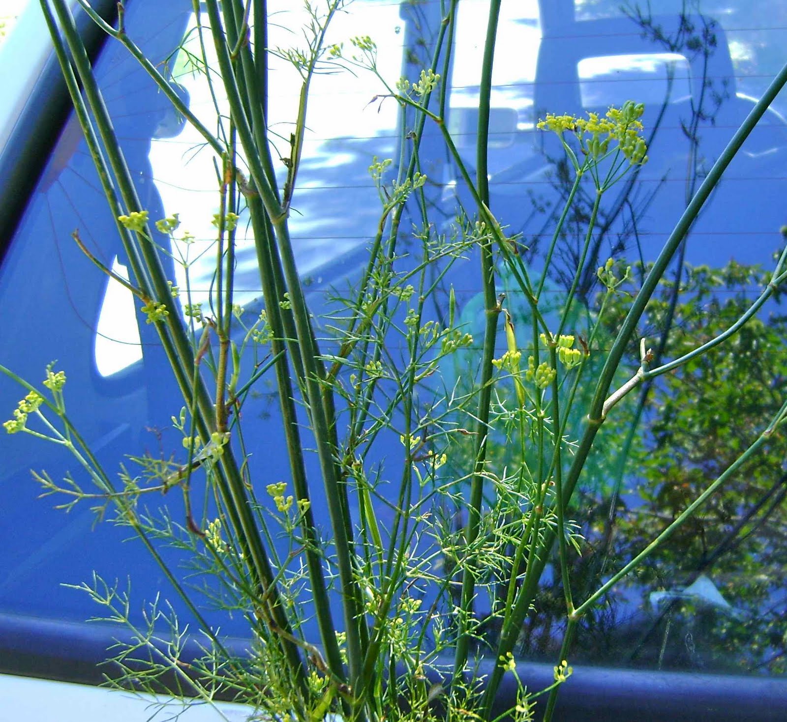 montalto living: With a little help from my friends and Mother Nature