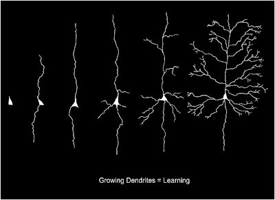 Worlds Of Learning: How the Brain Learns