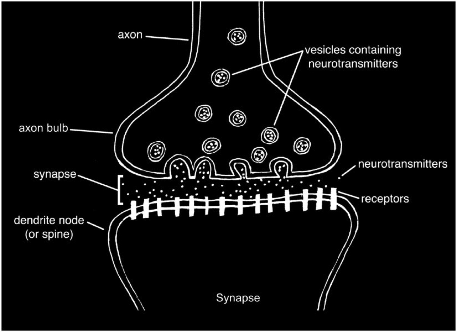 Worlds Of Learning: How the Brain Learns