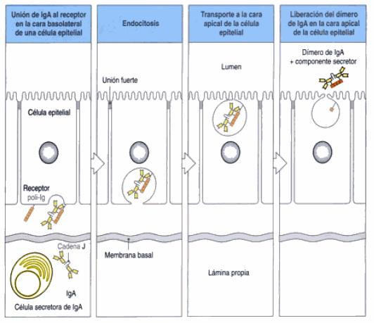 Biología Médica: IgA secretoria en la leche materna: La Transcitosis (2/2)