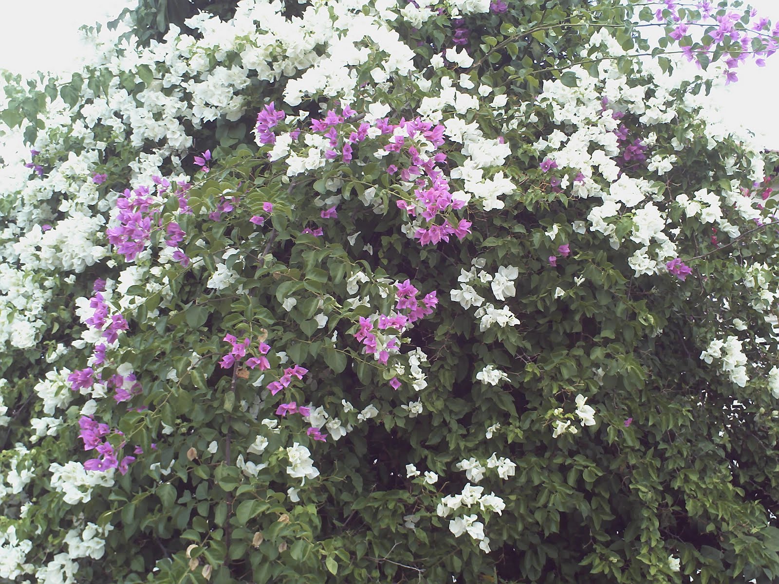 PRIMAVERA - Bougainvillea glabra | bioblog