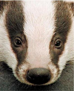 ScienceBadger Unleashed