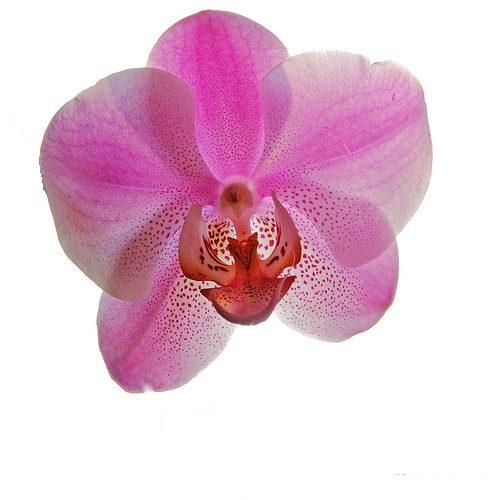 Orked Ventures ~ Stylish hijabs and more...: Terms & Conditions