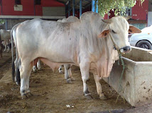 SAPI: KARKAS dan BAGIAN-BAGIANNYA