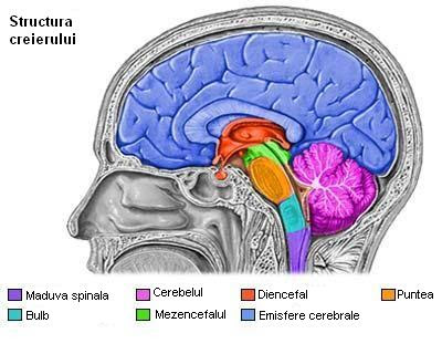 CINE SUNTEM ??: CREIERUL SI PERSONALITATEA UMANA