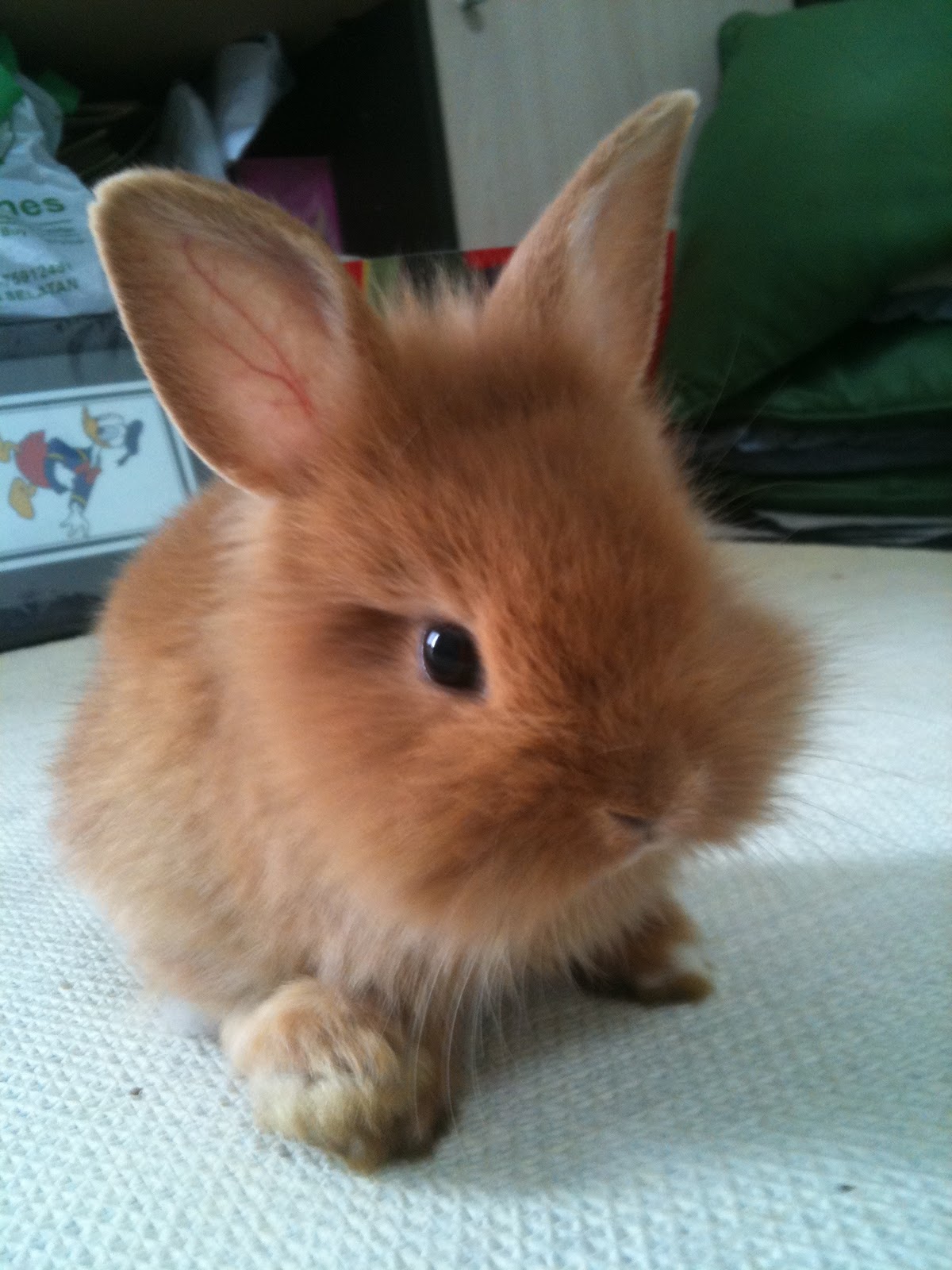 will-o'-the-wisp: HAPPY FLUFFY RABBITY