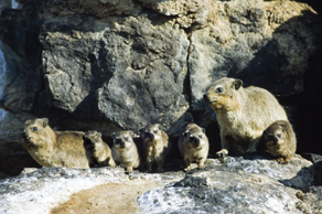 El caçador d'instants: DAMANES: PARIENTES CERCANOS DE LOS ELEFANTES
