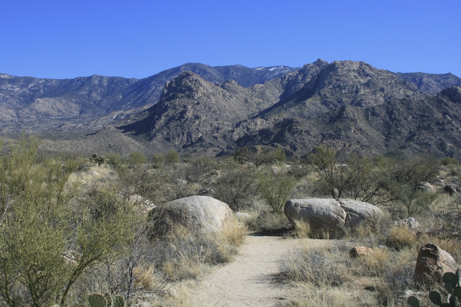 Sonoran Connection: Catalina State Park Tucson Arizona