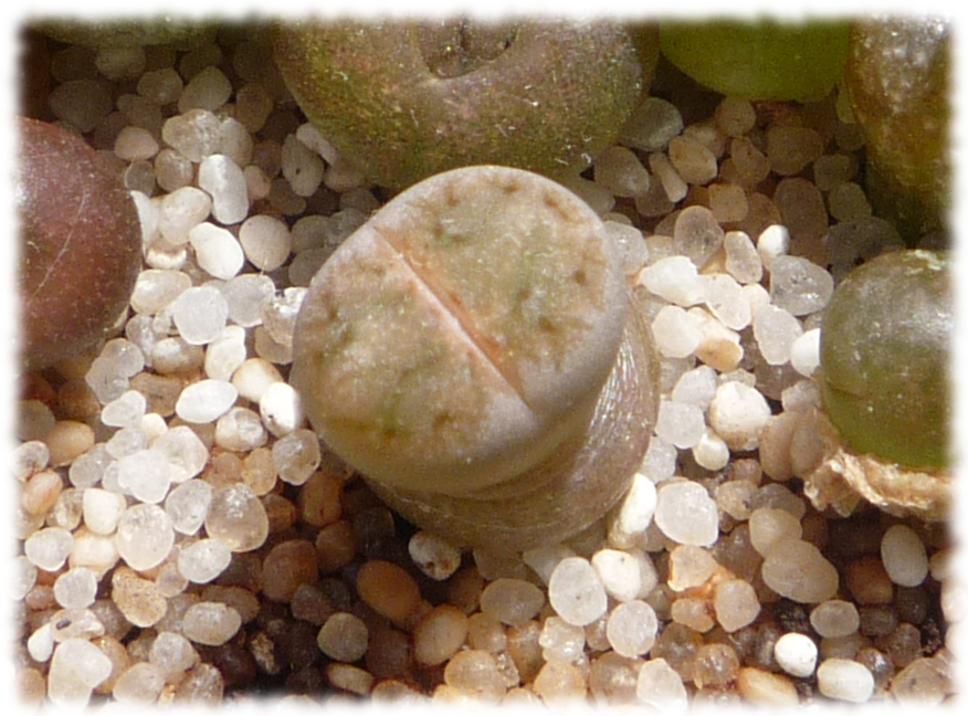 Mundo suculento: Colores en los lithops