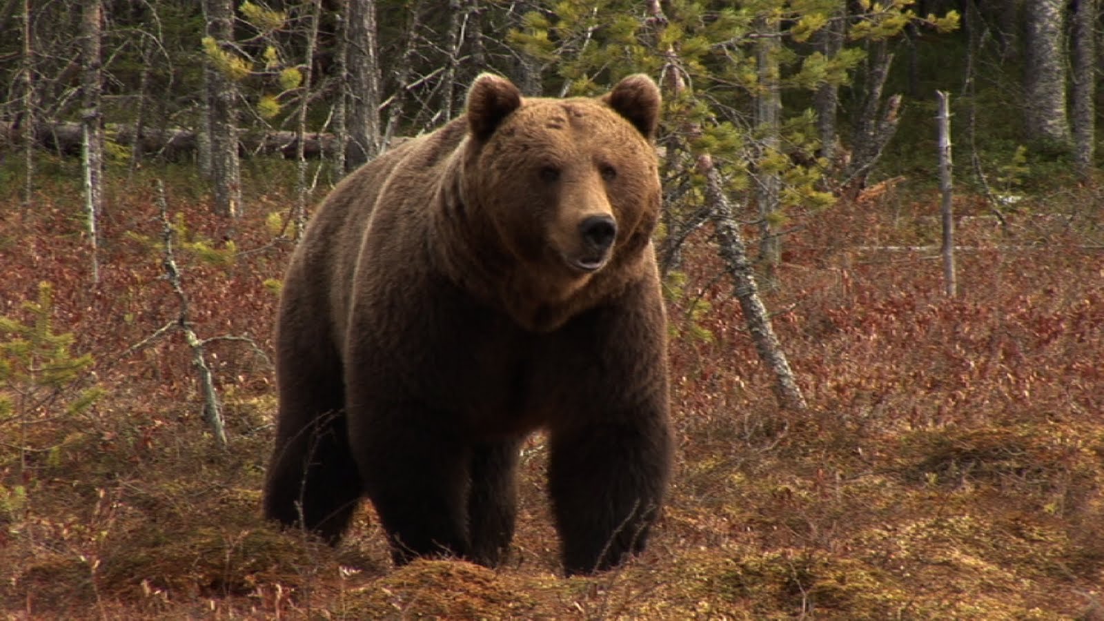 Norsk Zoologisk Forening Sørlandsavdelingen: Dagens art: Brunbjørnen