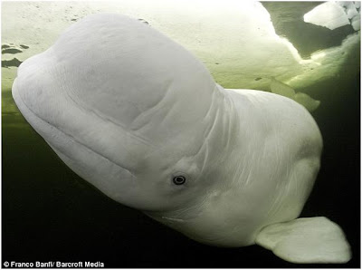 Animal Discoveries: Amazing shot of rarely seen Beluga creature
