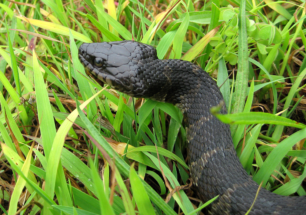 Naturally New England: Pinched, Bitten, and Smeared