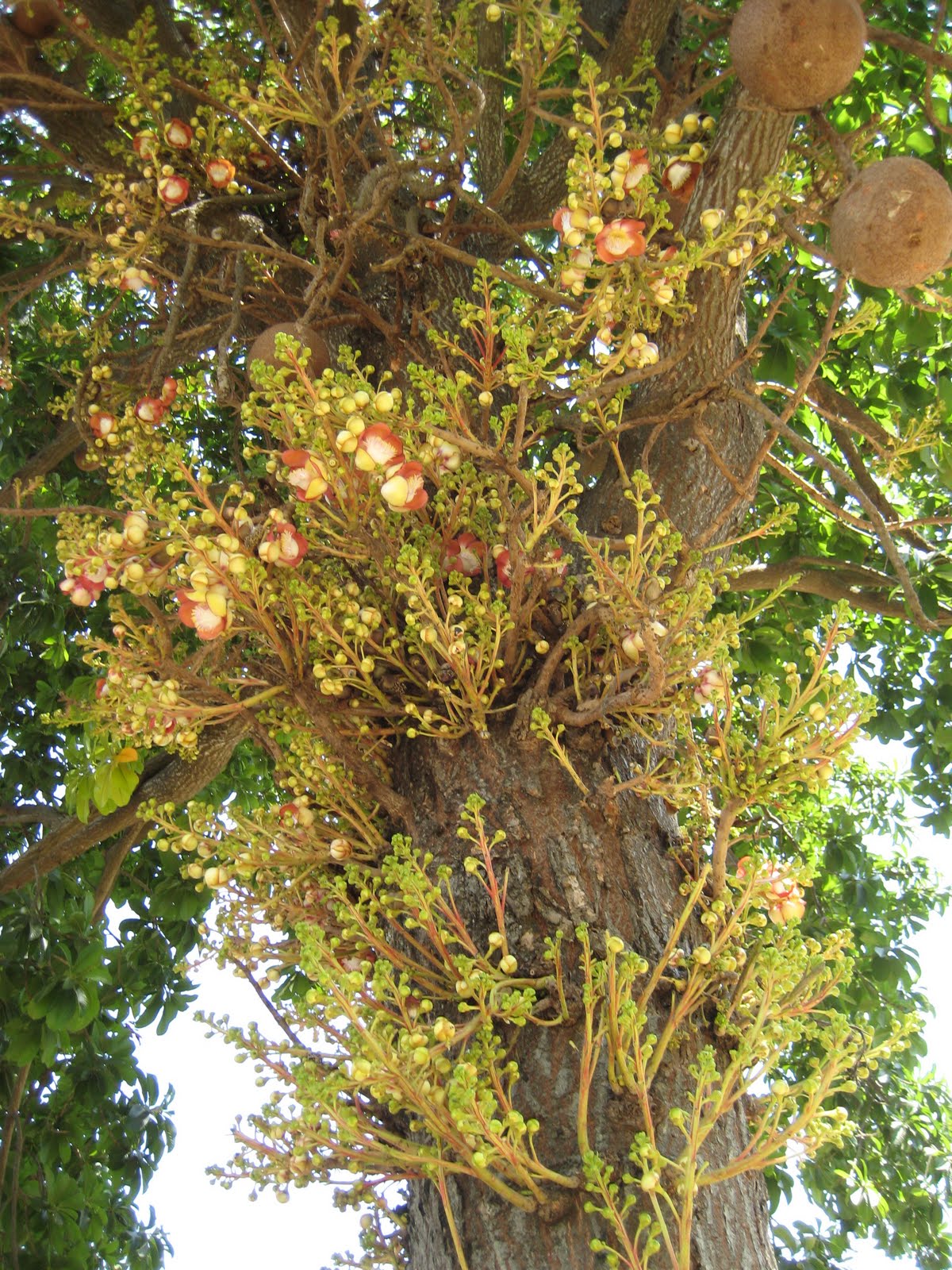 Silicon Valley East: Bangalore: Halebid