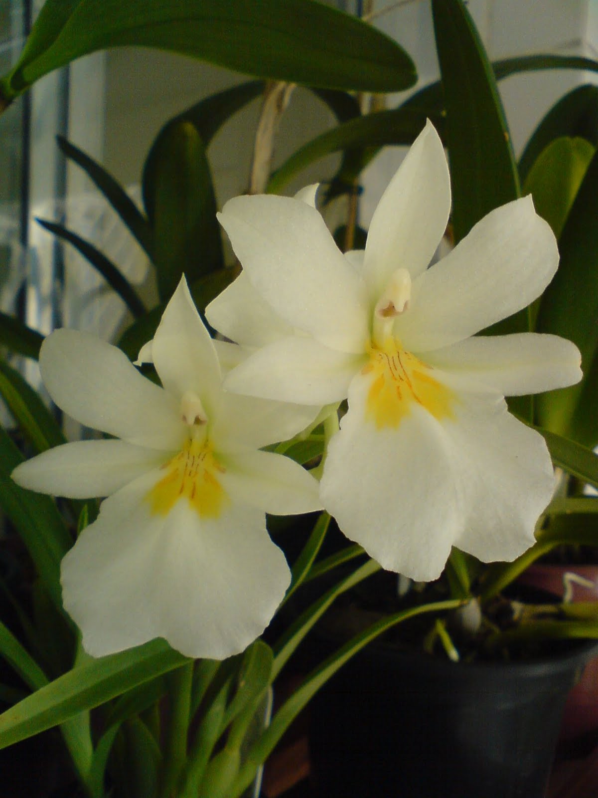 ORQUIDEAS: Miltonia roezlii