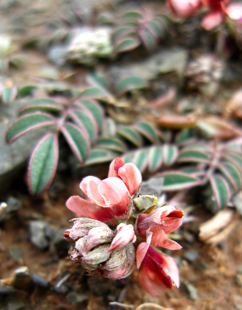 66 Square Feet (Plus): The road to Nieu Bethesda