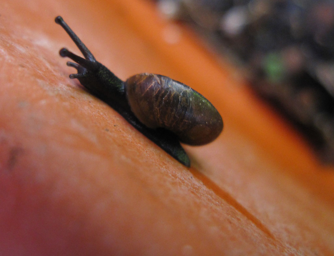 66 Square Feet (Plus): Snails on the terrace